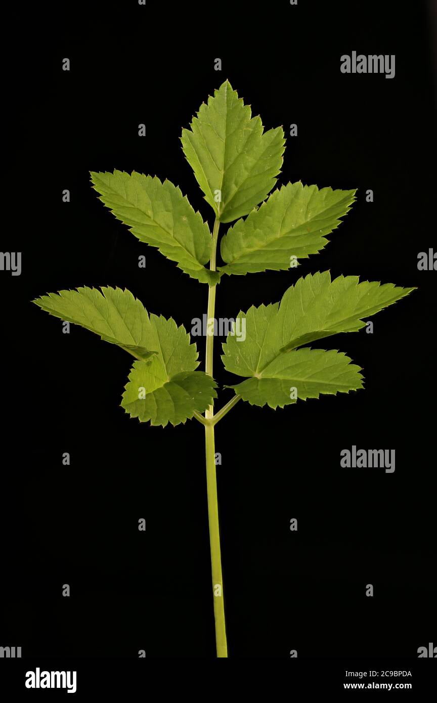 Aegopodium podagraria botanical illustration hi-res stock photography ...