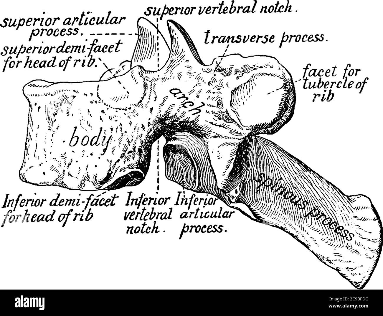 Figure of one vertebra, there are 33 vertebrae that interlock with each ...