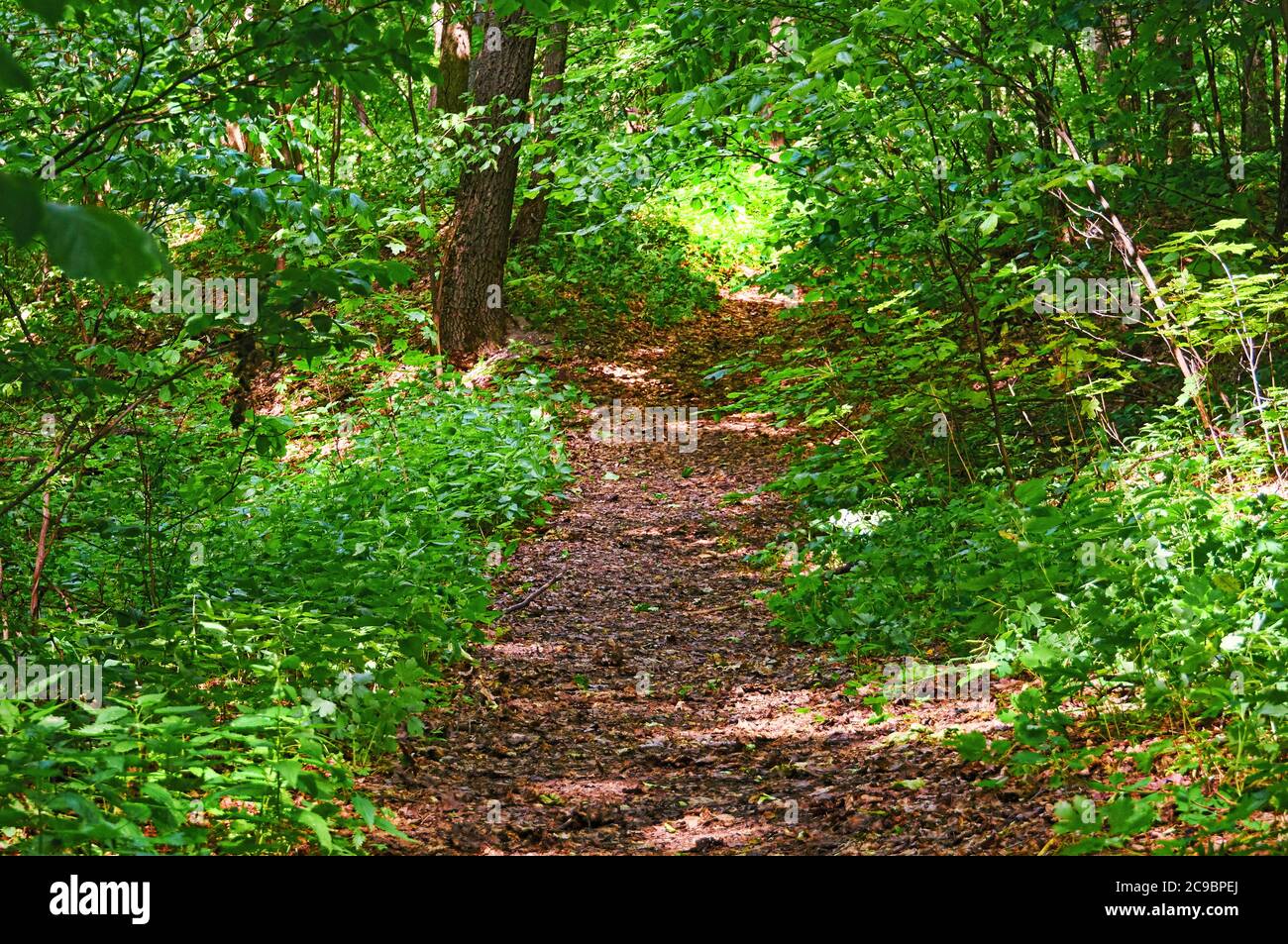 Hiking trails in the forest for jogging Stock Photo - Alamy