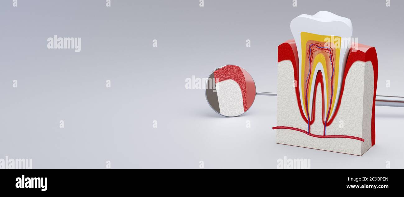 Tooth anatomy for education in laboratory. 3d rendering banner Stock ...