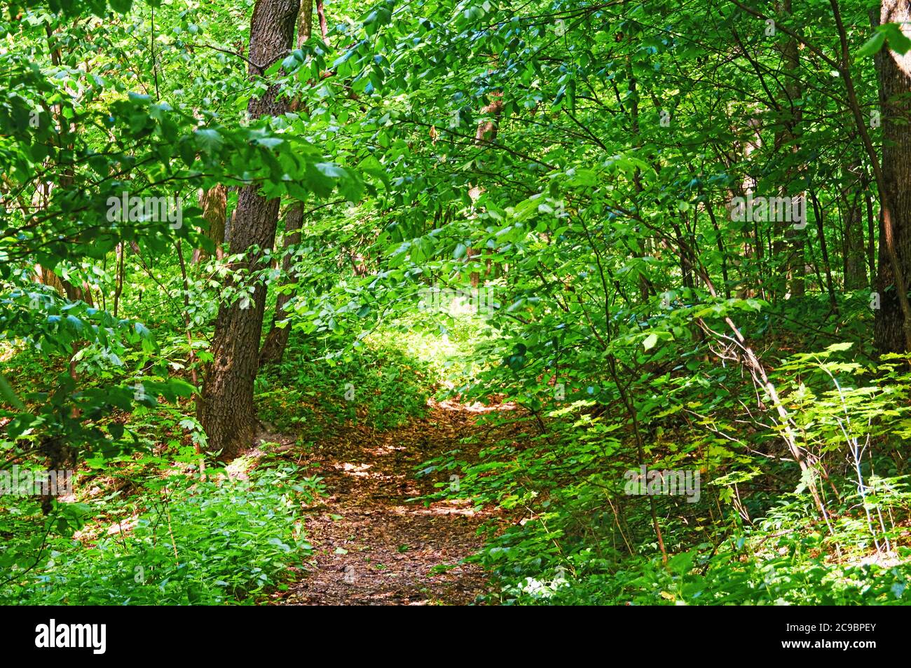 Hiking trails in the forest for jogging Stock Photo - Alamy