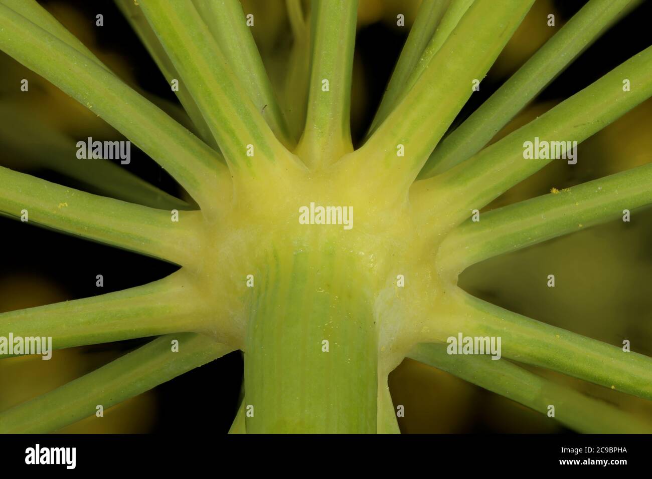 Anethum graveolens illustration hi-res stock photography and images - Alamy
