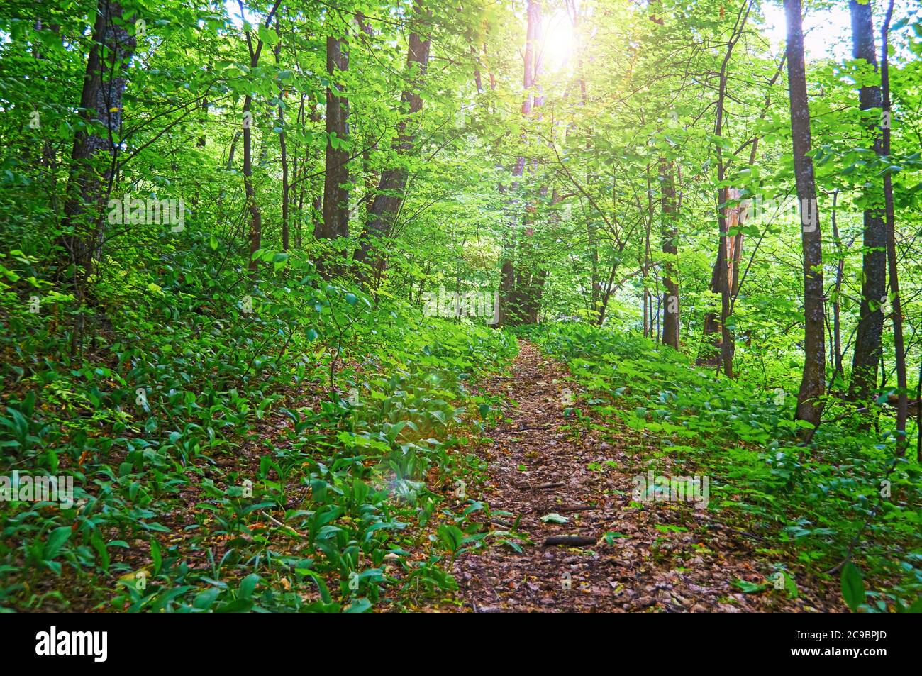 Hiking trails in the forest for jogging Stock Photo - Alamy