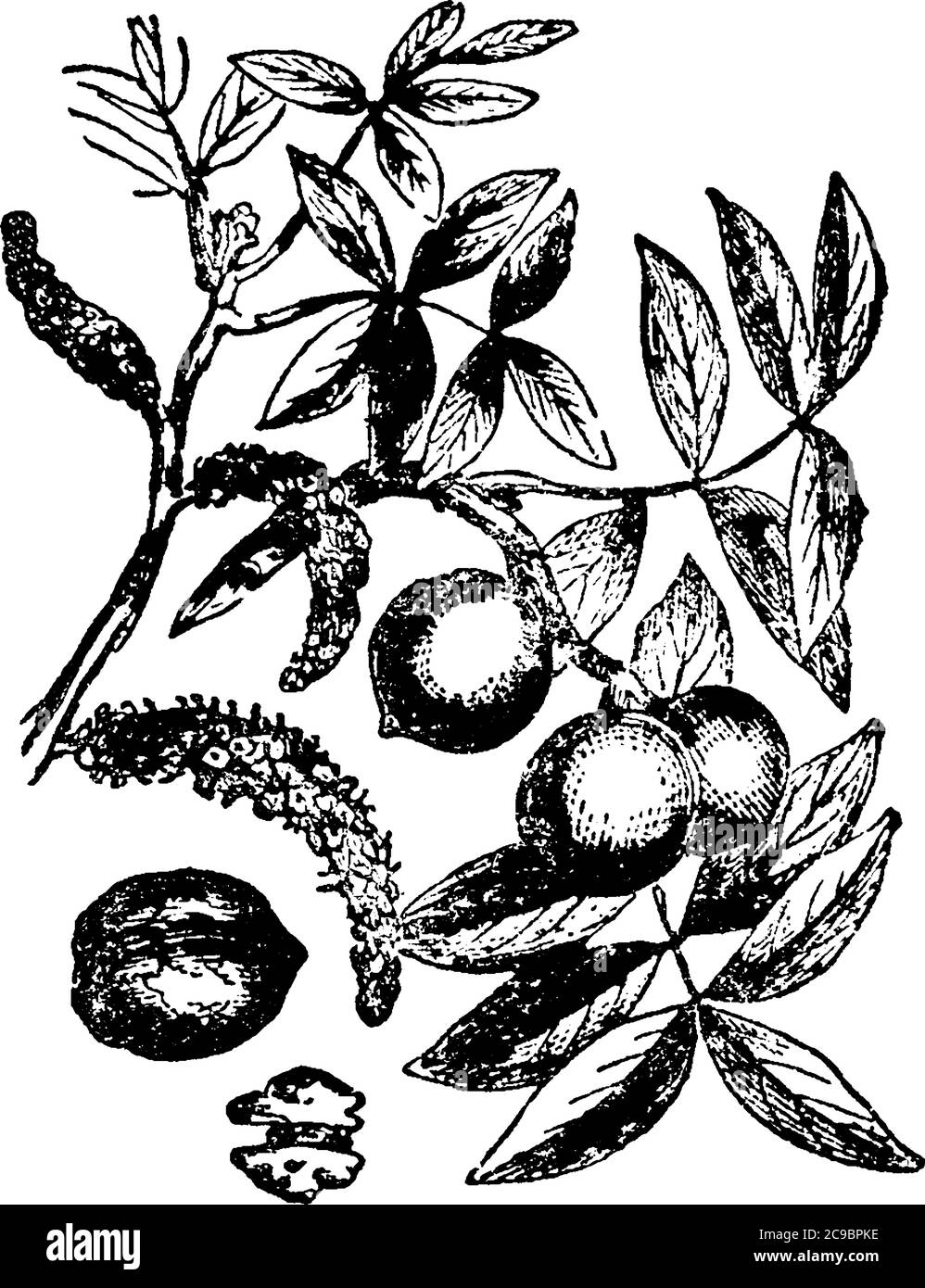 Wal vectors Stock Vector Images - Alamy