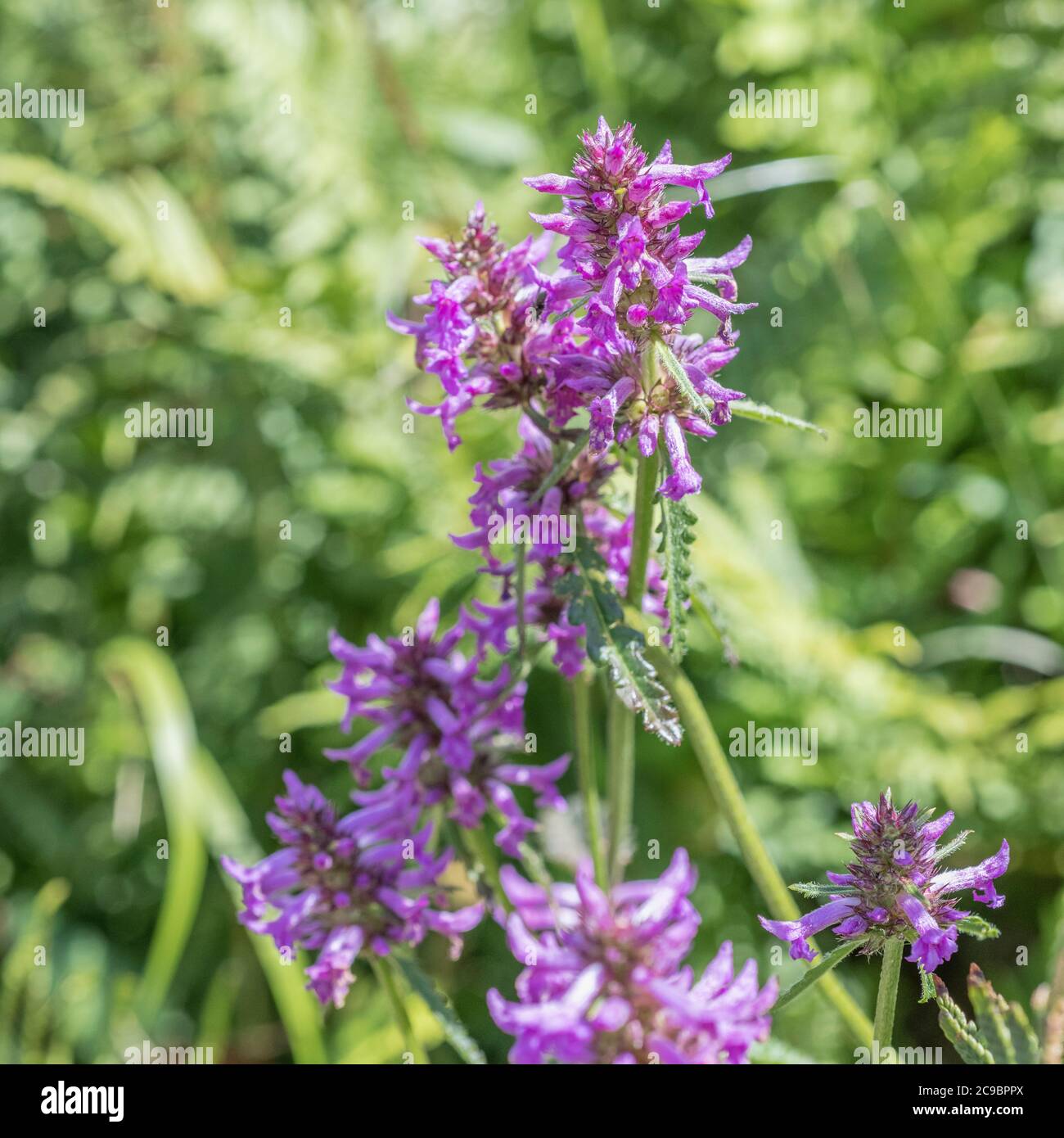 Purple flowers of Betony / Betonica officinalis. Former well-known ...