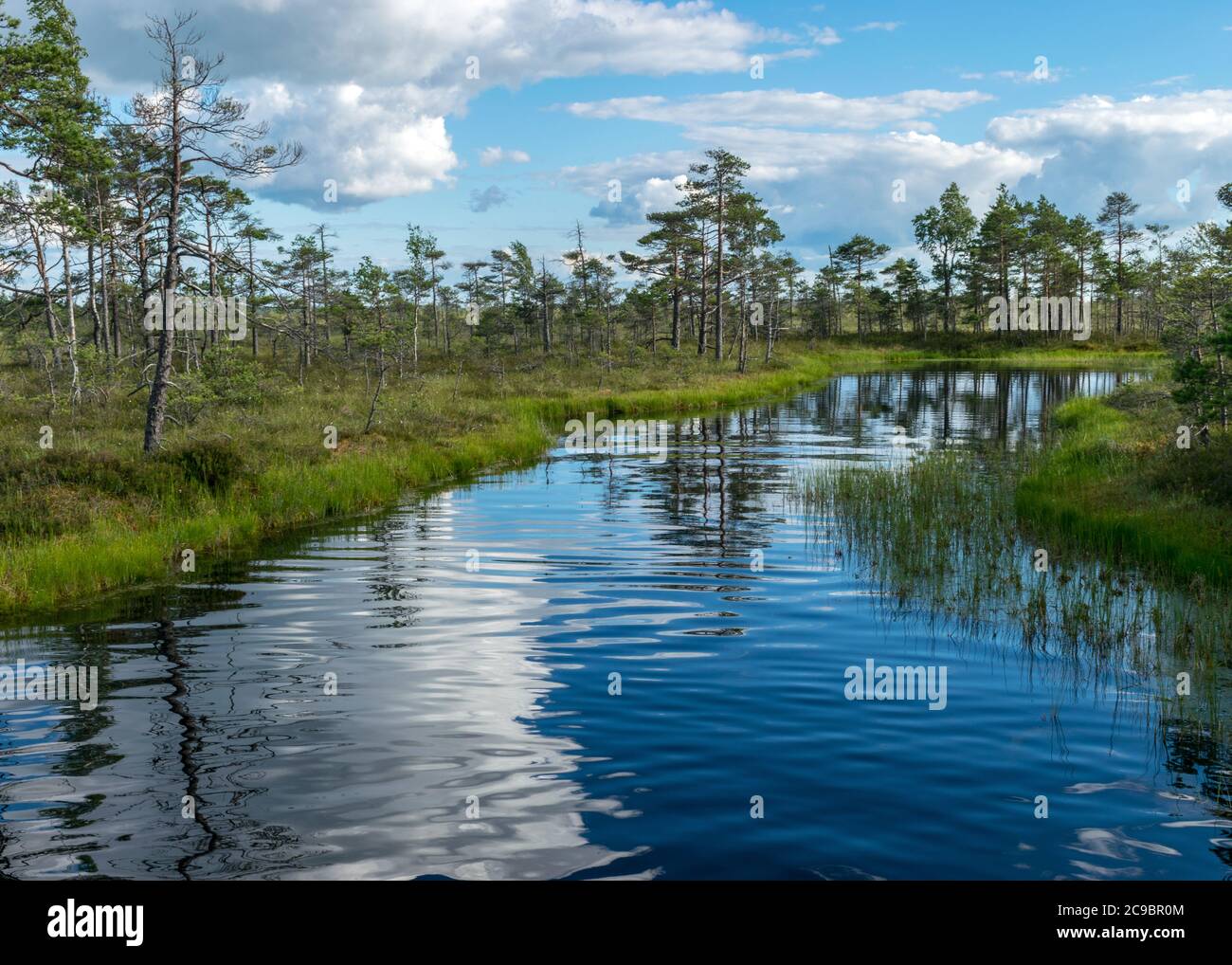 sunny summer landscape from the swamp, white cumulus clouds reflect in ...