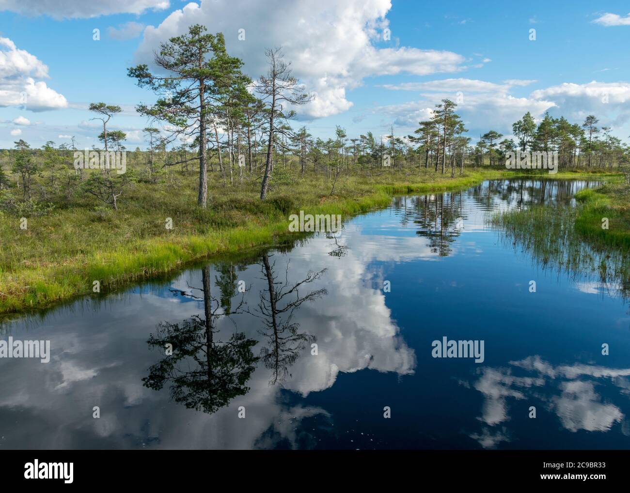 sunny summer landscape from the swamp, white cumulus clouds reflect in ...