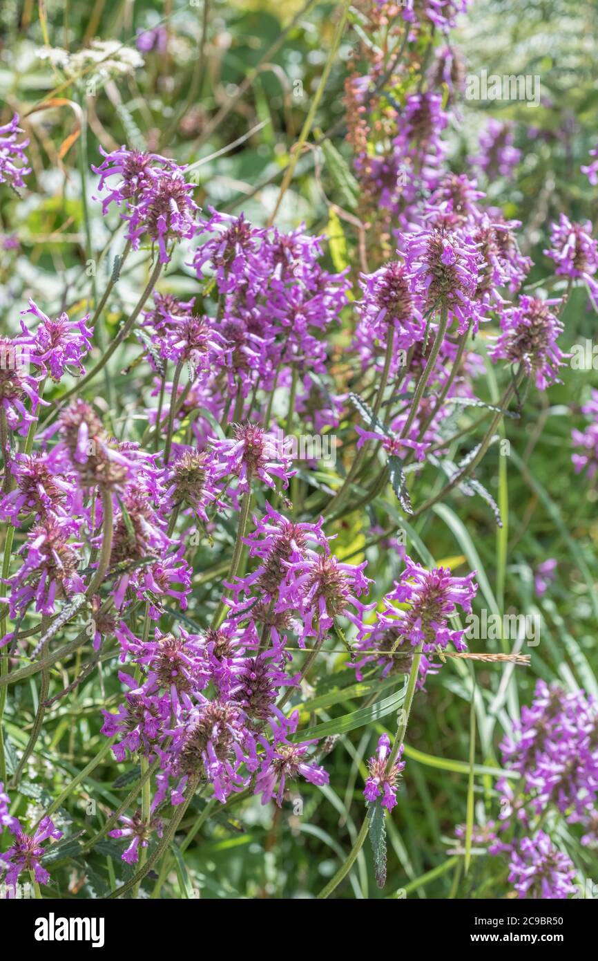 Purple flowers of Betony / Betonica officinalis. Former well-known ...
