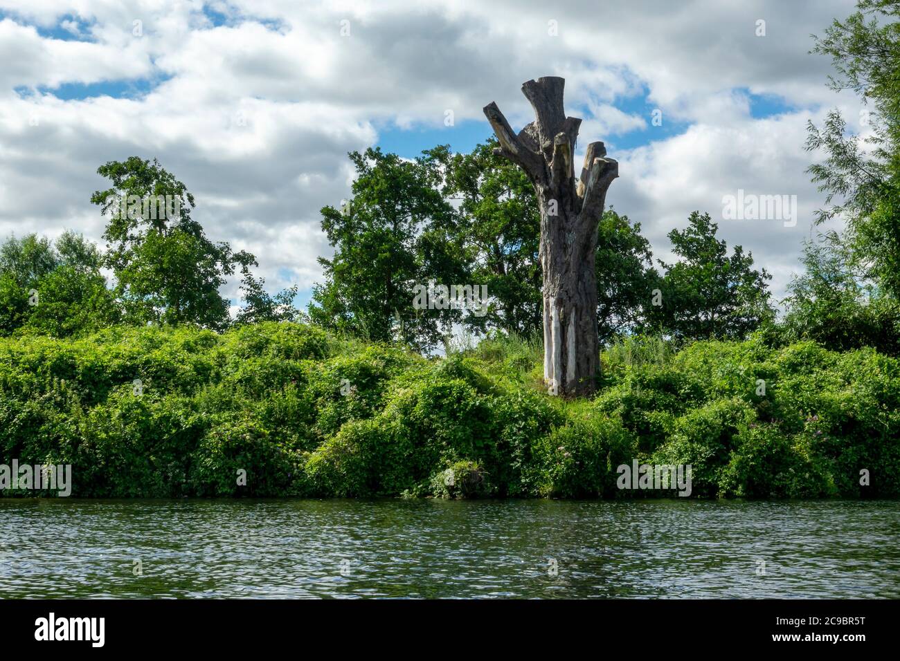 Dead tree on riverbank Stock Photo - Alamy