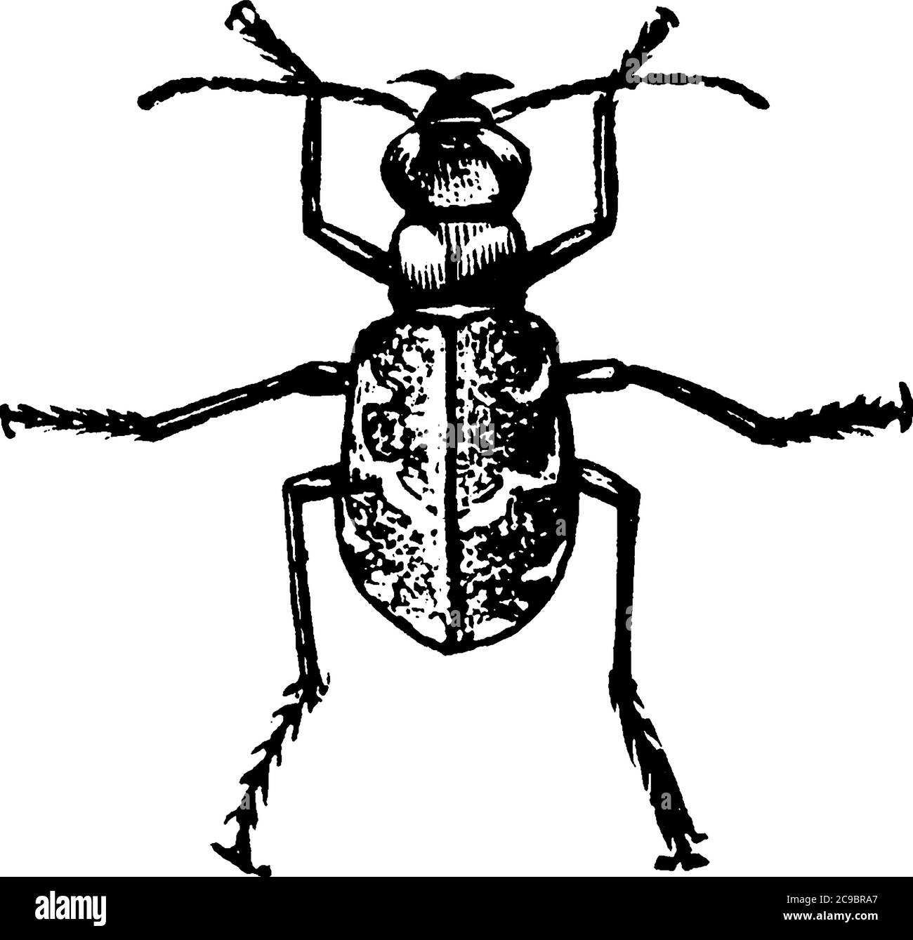 Tiger beetle, Cicindela hudsoni, can run at a speed of 9 km/h. A beetle ...