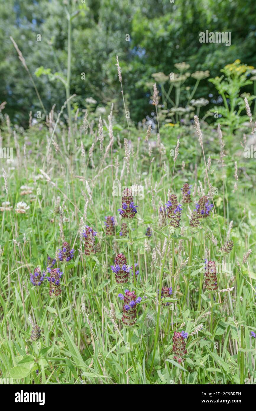 Prunella vulgaris lawn hi-res stock photography and images - Alamy