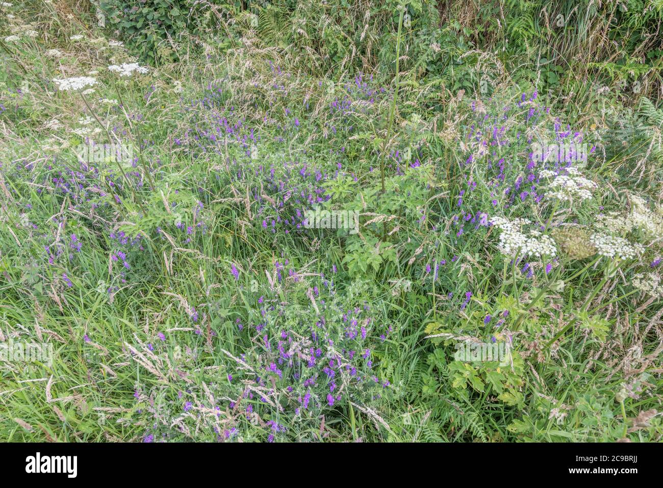Flowers of blue Tufted Vetch / Vicia cracca in Cornwall hedgerow. Parts ...