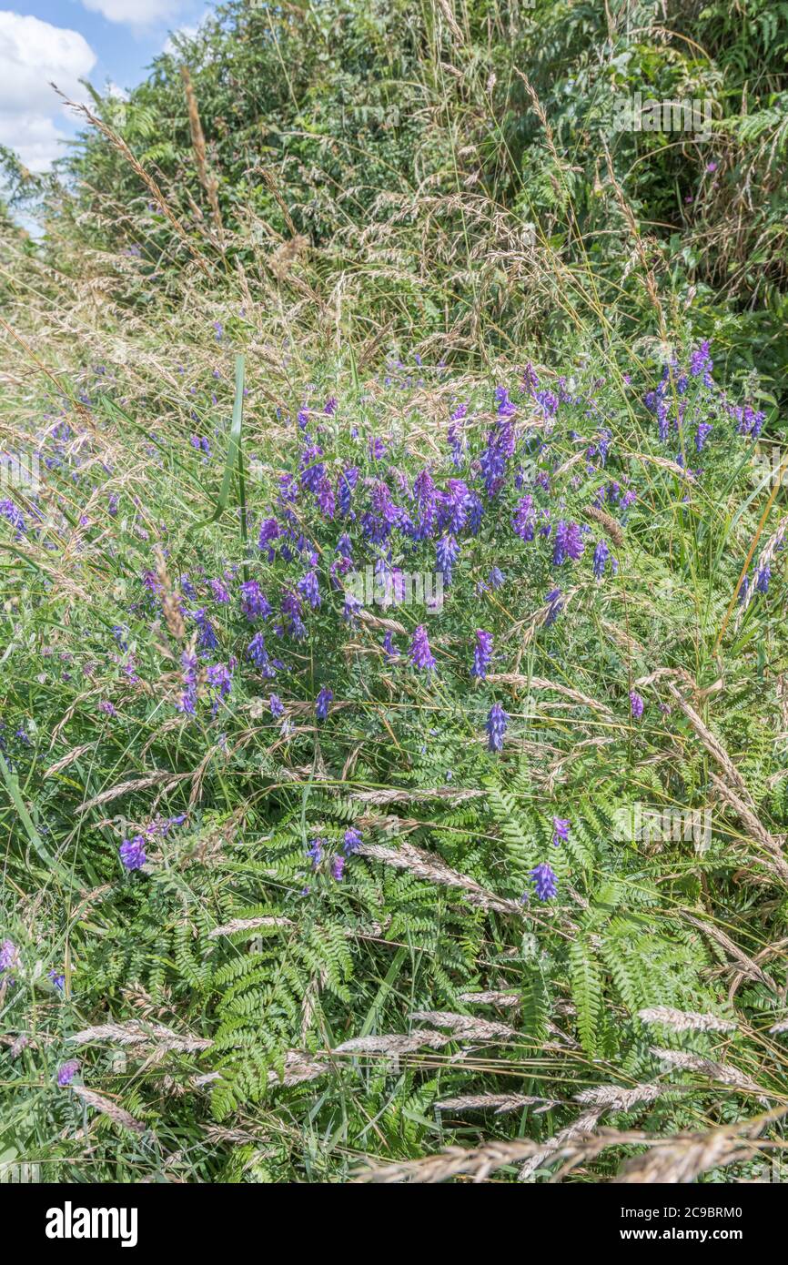 Flowers of blue Tufted Vetch / Vicia cracca in Cornwall hedgerow. Parts ...