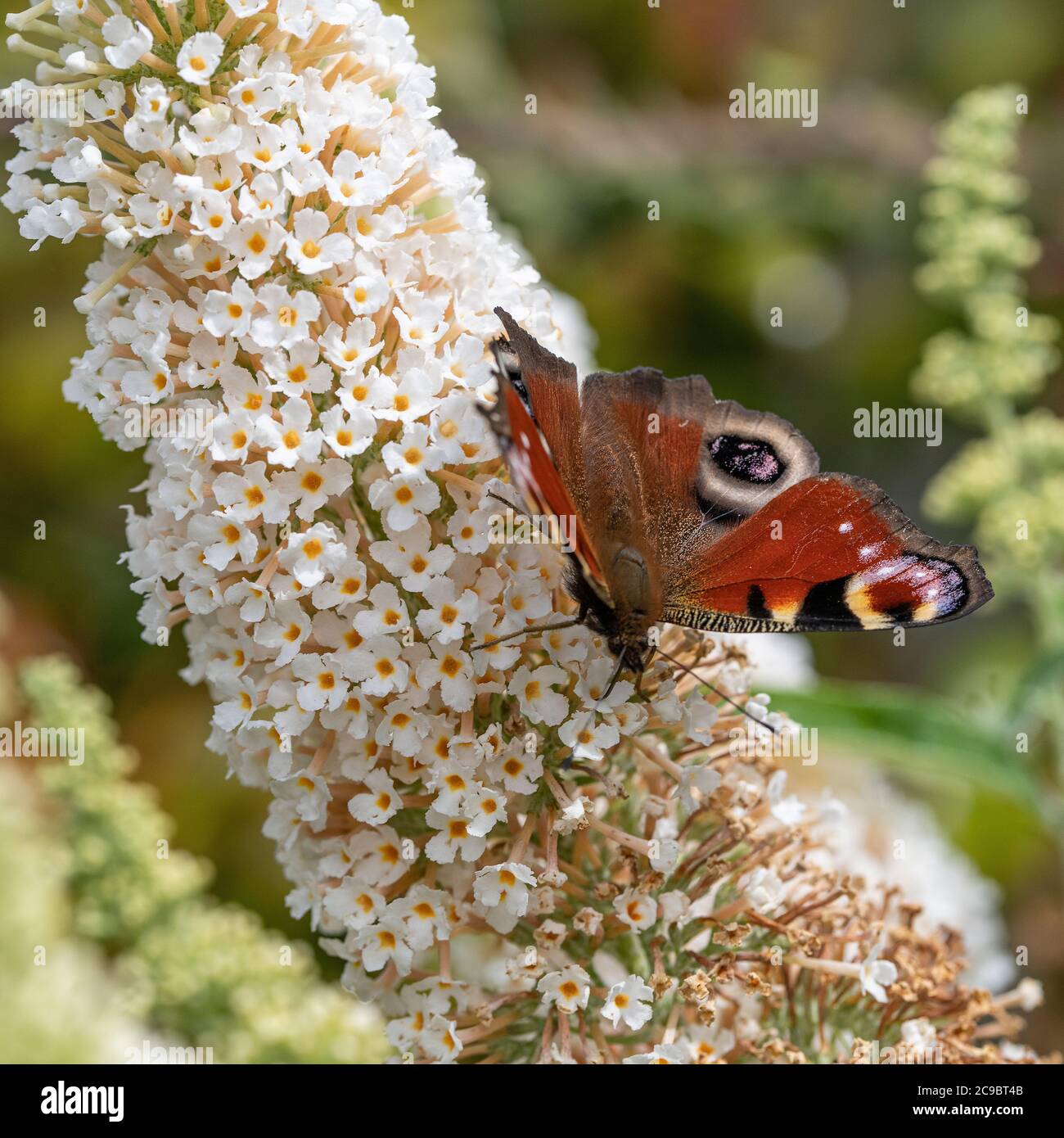 Attracts nectar feeding insects hi-res stock photography and images - Alamy