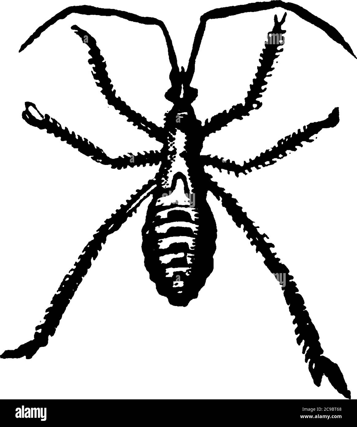 A stage of the wheel-bug, Prionidus cristatus species, vintage line ...