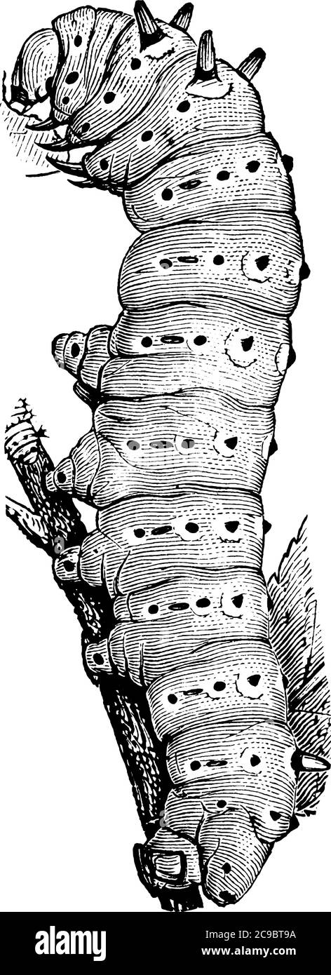 It is named as silk worm, because, it produces silk. Shown here is a ...