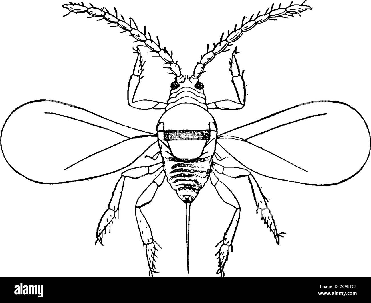 A typical representation of the male San Jose scale insect, covered ...