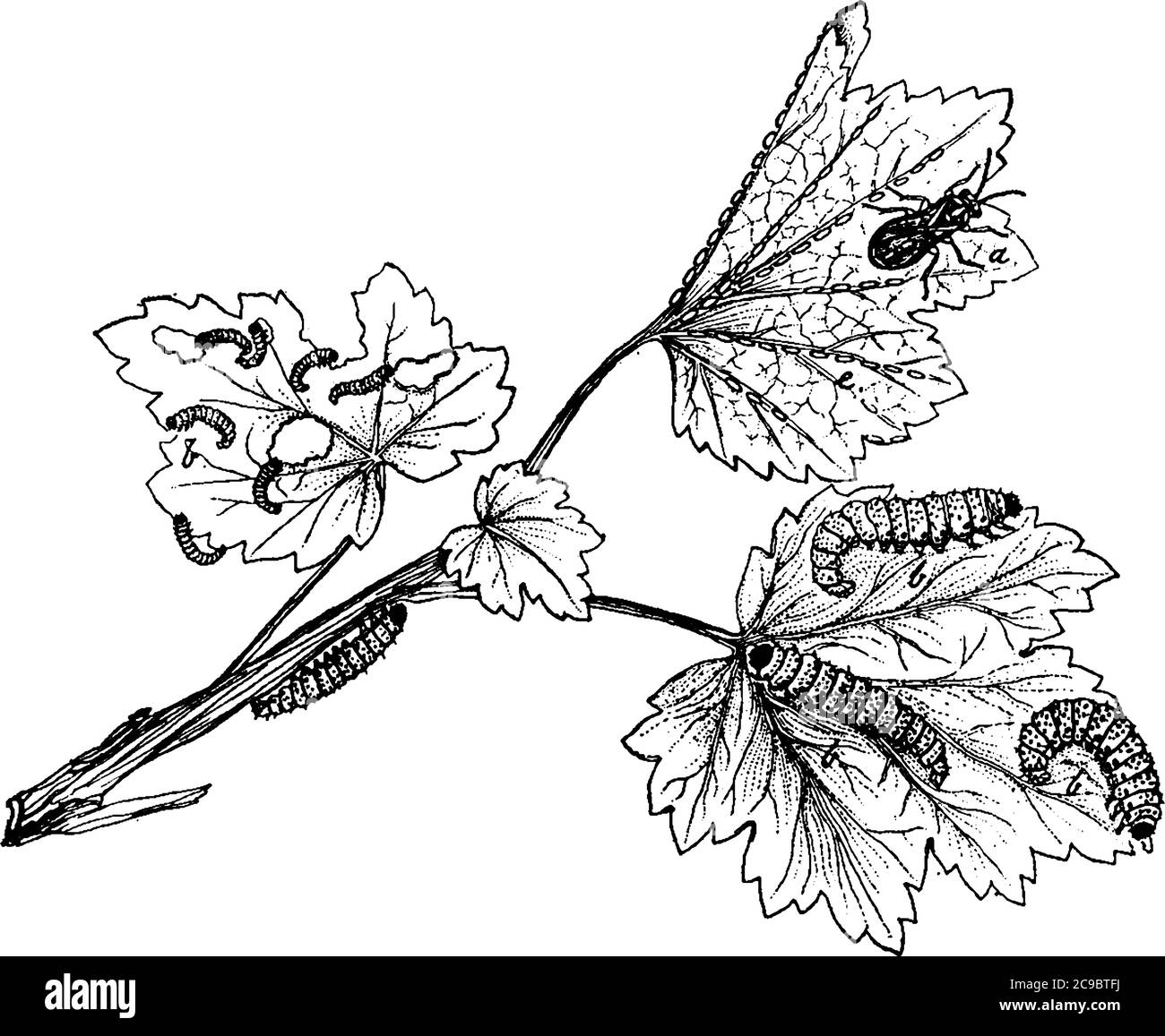 Larvae, a male and female adult of the Currant worm, crawling on a tree ...