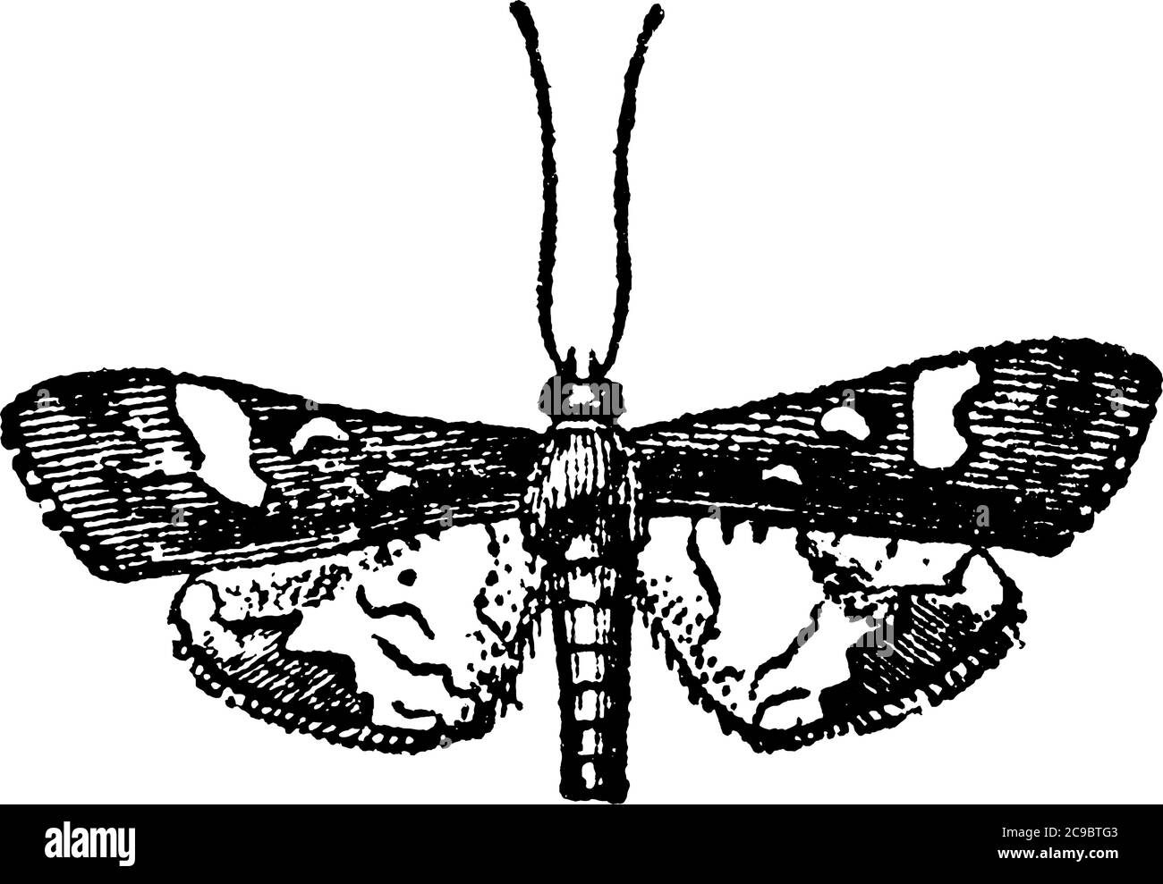 Pyralidina, a small moth with long slender bodies and with radial veins ...
