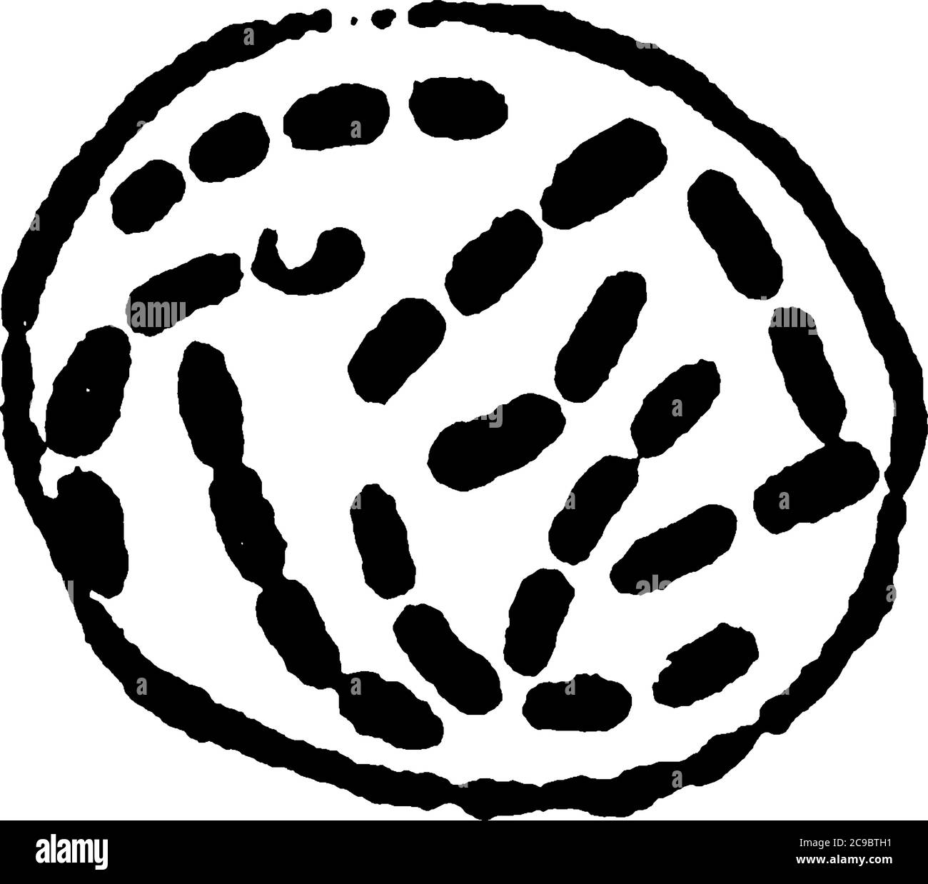 Coccus Bacteriën Diagram