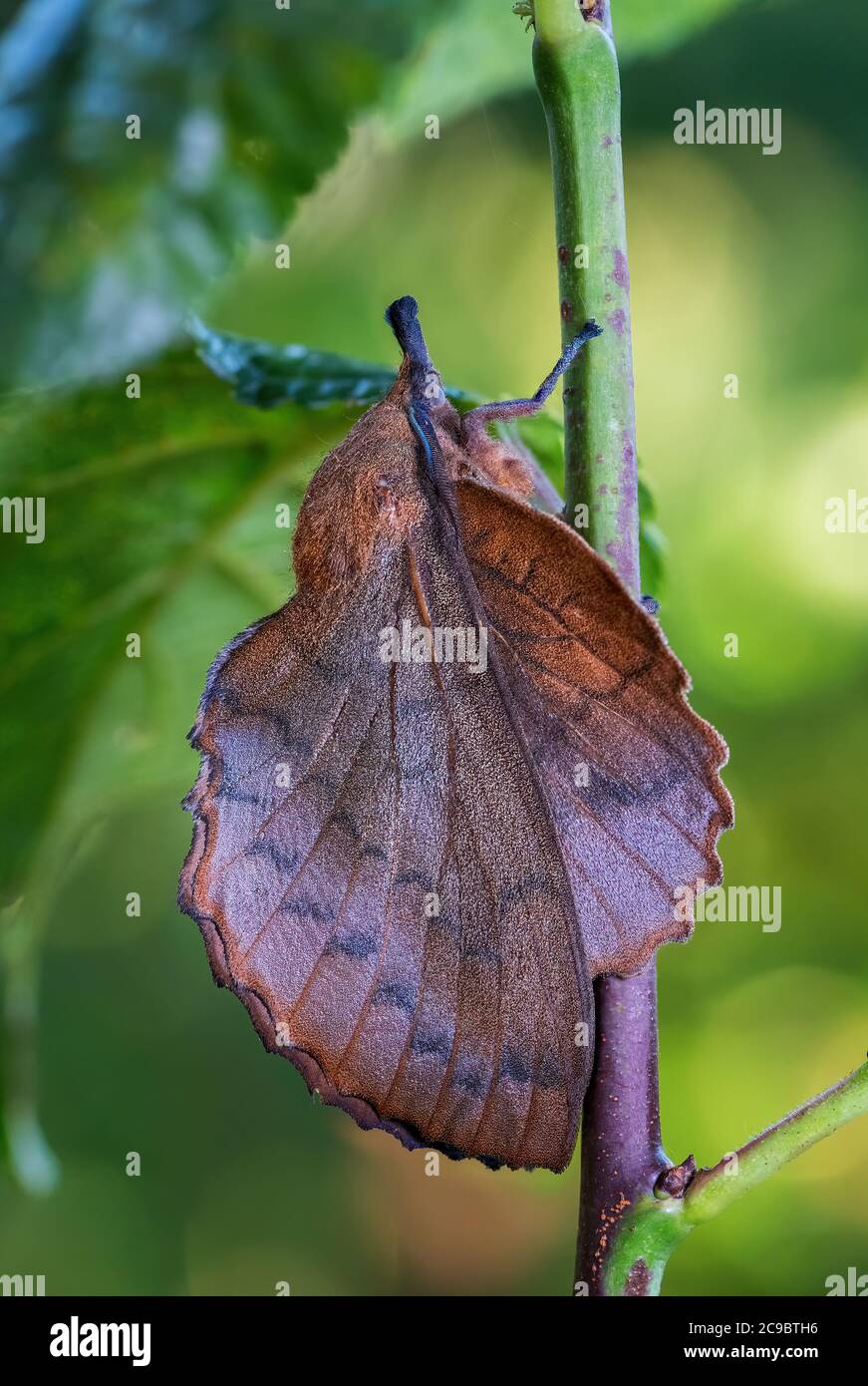 Lappet - Gastropacha quercifolia, special unique looking moth from ...