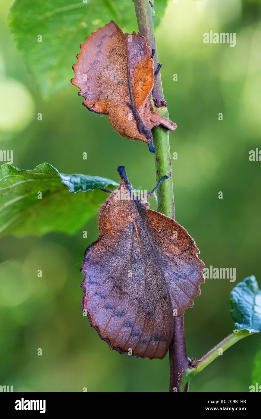 Lappet - Gastropacha quercifolia, special unique looking moth from ...