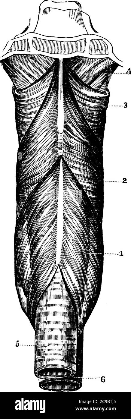 Base border Black and White Stock Photos & Images - Alamy