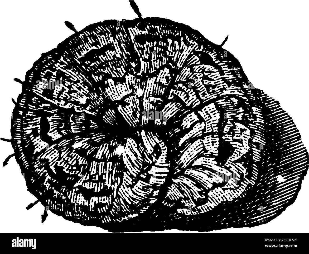 Cut-worm in its larval stage, Peridroma saucia species, is the ...