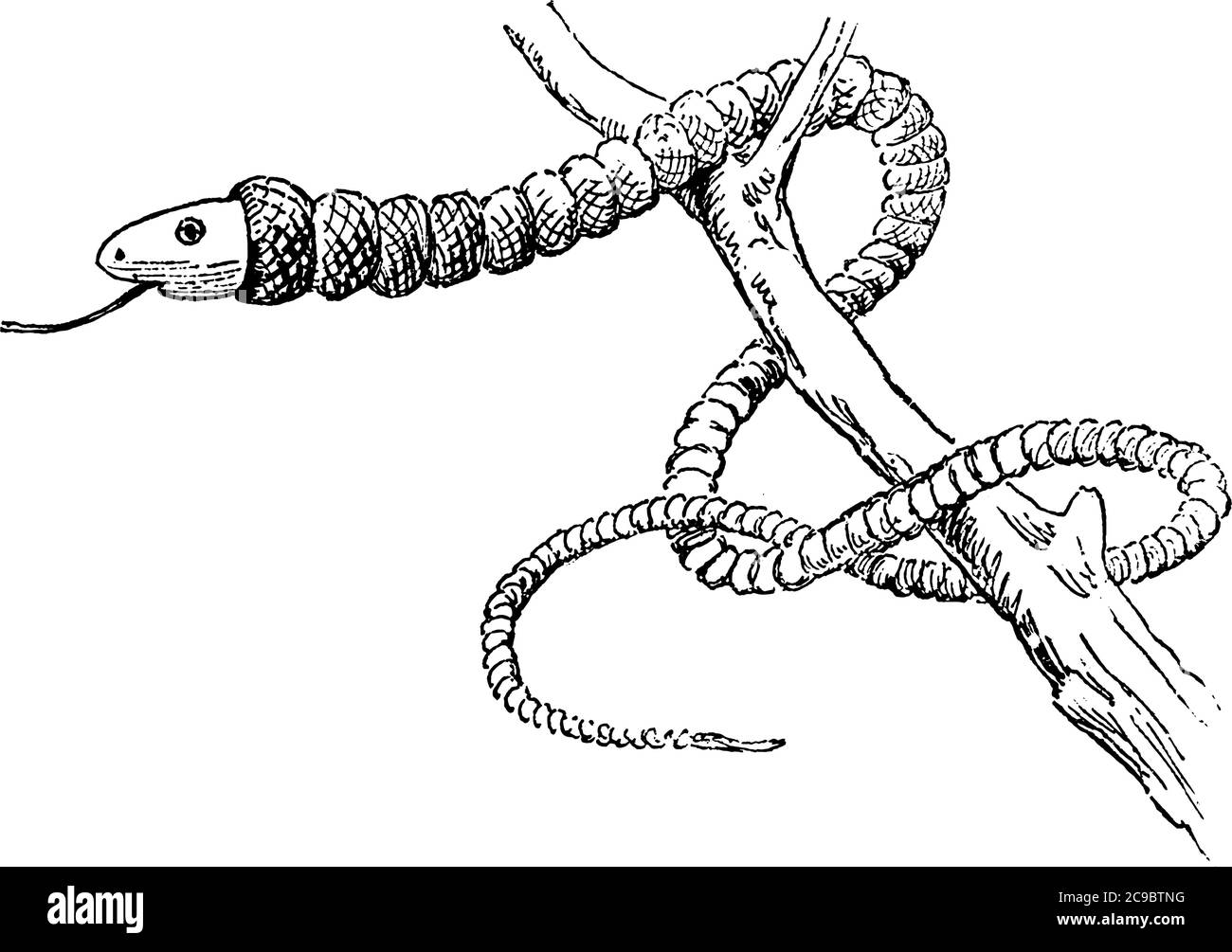 how to draw a snake on a tree branch