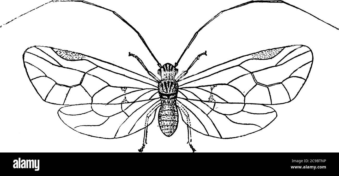 Image of psocus lineatus, vintage line drawing or engraving ...