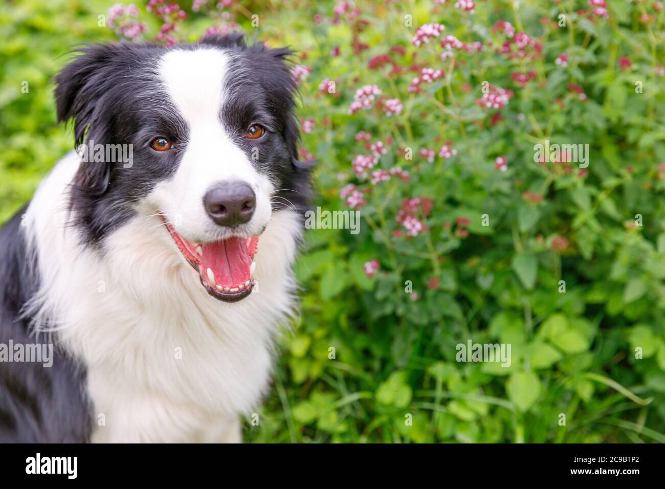 Outdoor portrait of cute smiling puppy border collie sitting on grass ...