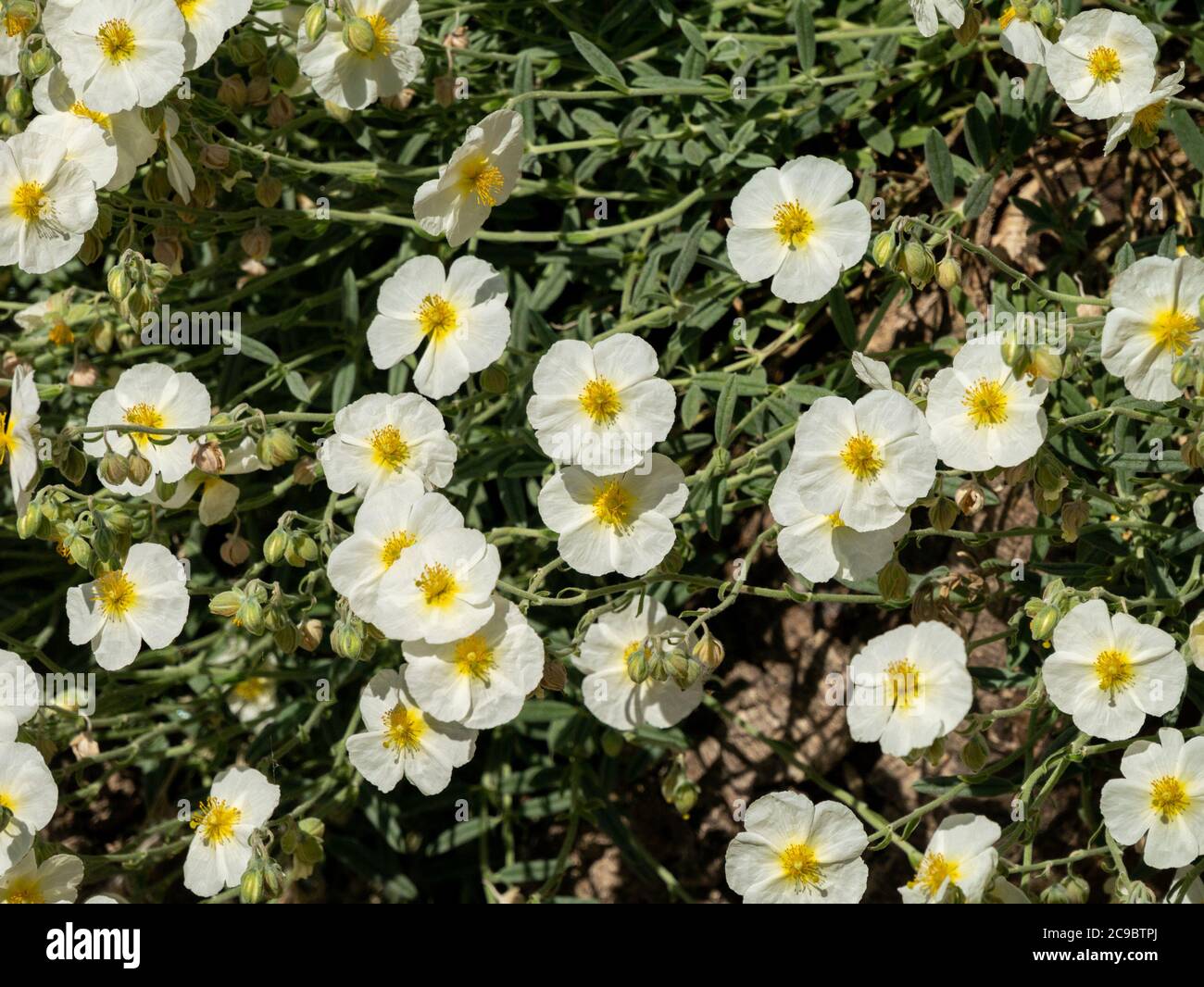 Closeup of White rock rose (Cistus salviifolius) flowers in English ...