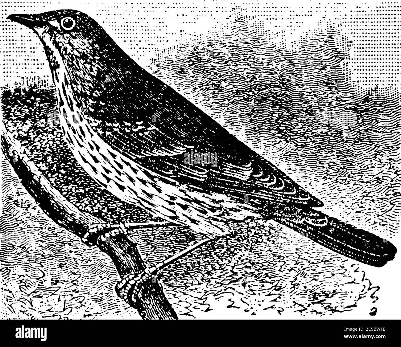 Buff yellow Stock Vector Images - Alamy