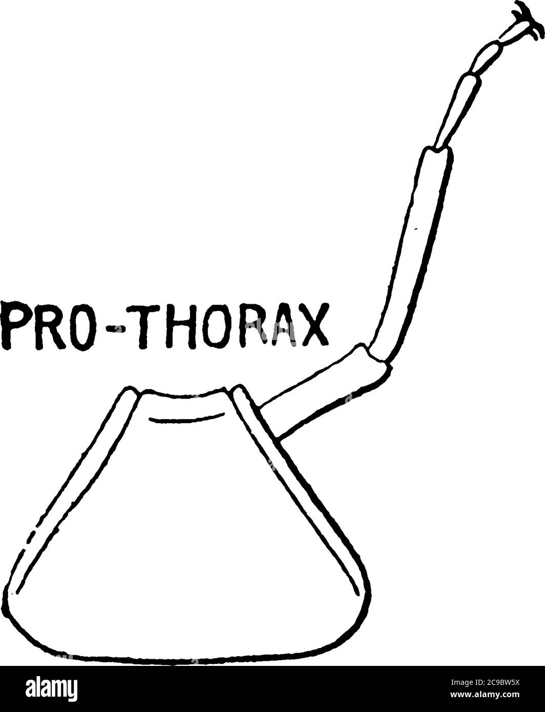 The Body Section Of Stink Bug After The Head Is Called Thorax This