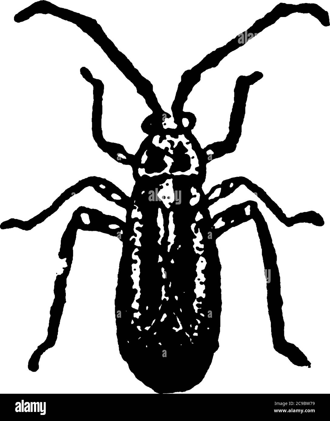 Paecilocapsus lineatus, four-lined plant-bug., vintage line drawing or ...