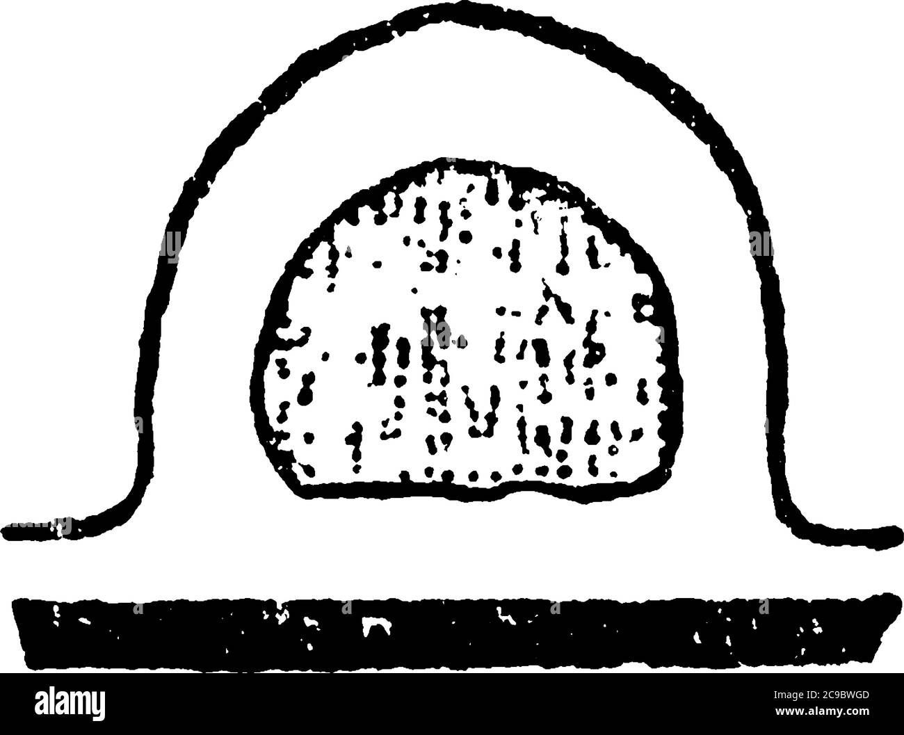 A typical representation of the gradual degeneration of the medusa bud ...