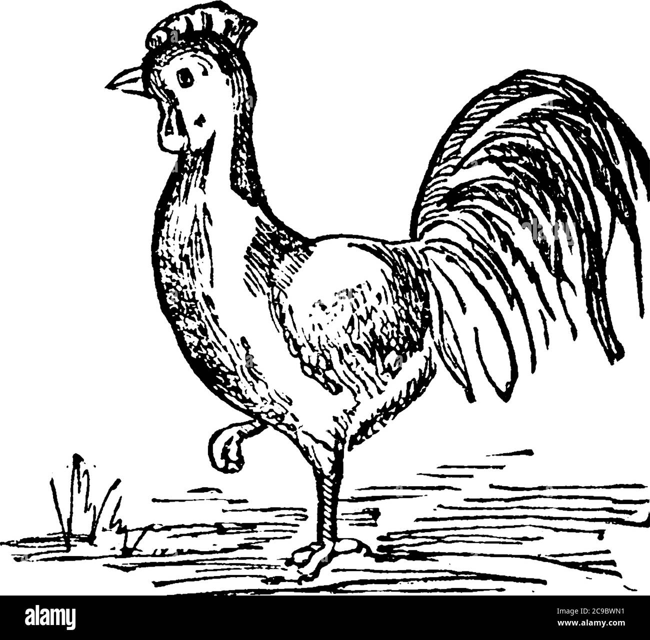 A rooster, also known as a cockerel or cock, is a male gallinaceous ...