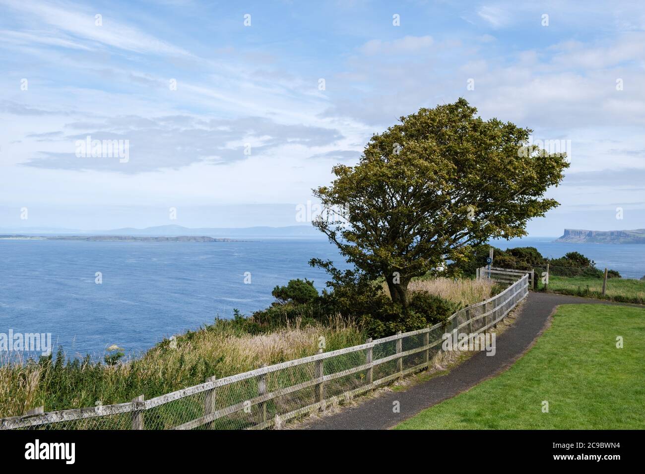Windswept tree growing on the shoreline near Carrick-a-Rede, County ...