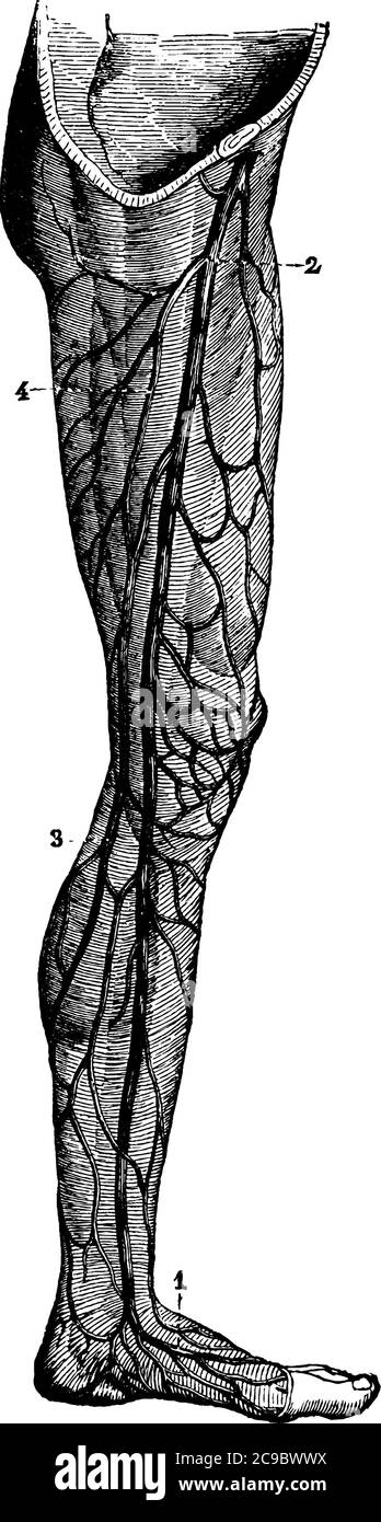 Superficial veins of lower extremity, with its parts labelled as, '1, 2 ...