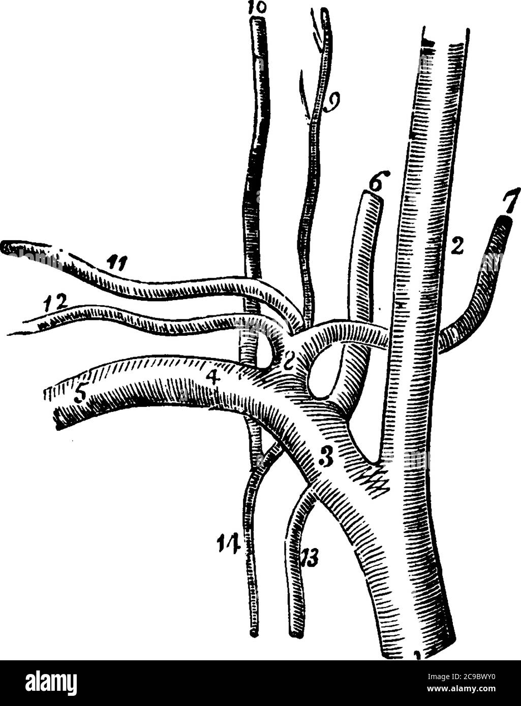 Major heart vessels Black and White Stock Photos & Images - Alamy