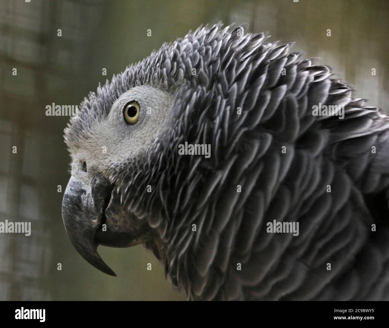 African grey parrot wild hi-res stock photography and images - Alamy
