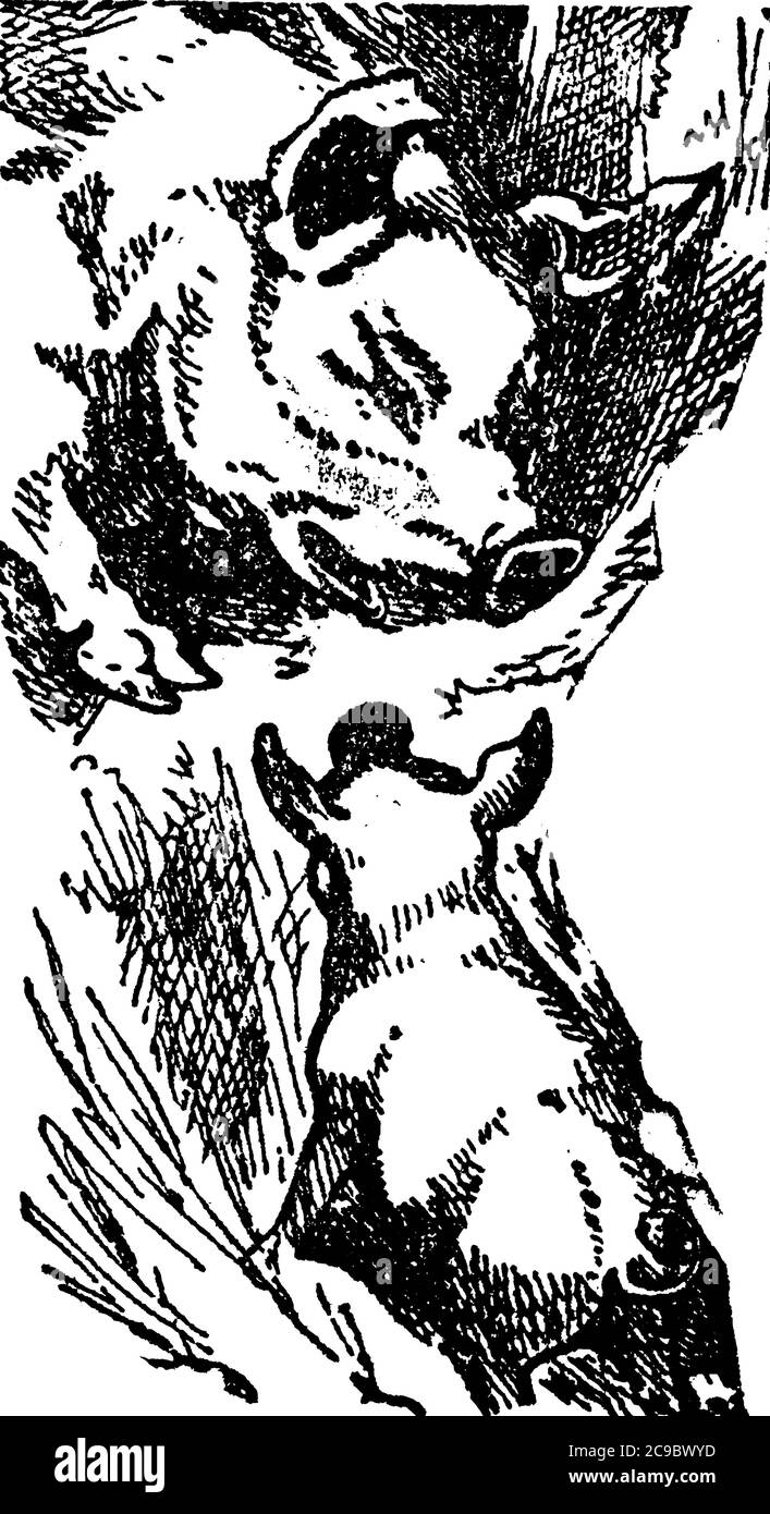 A typical representation of two pigs with a large head with a long ...