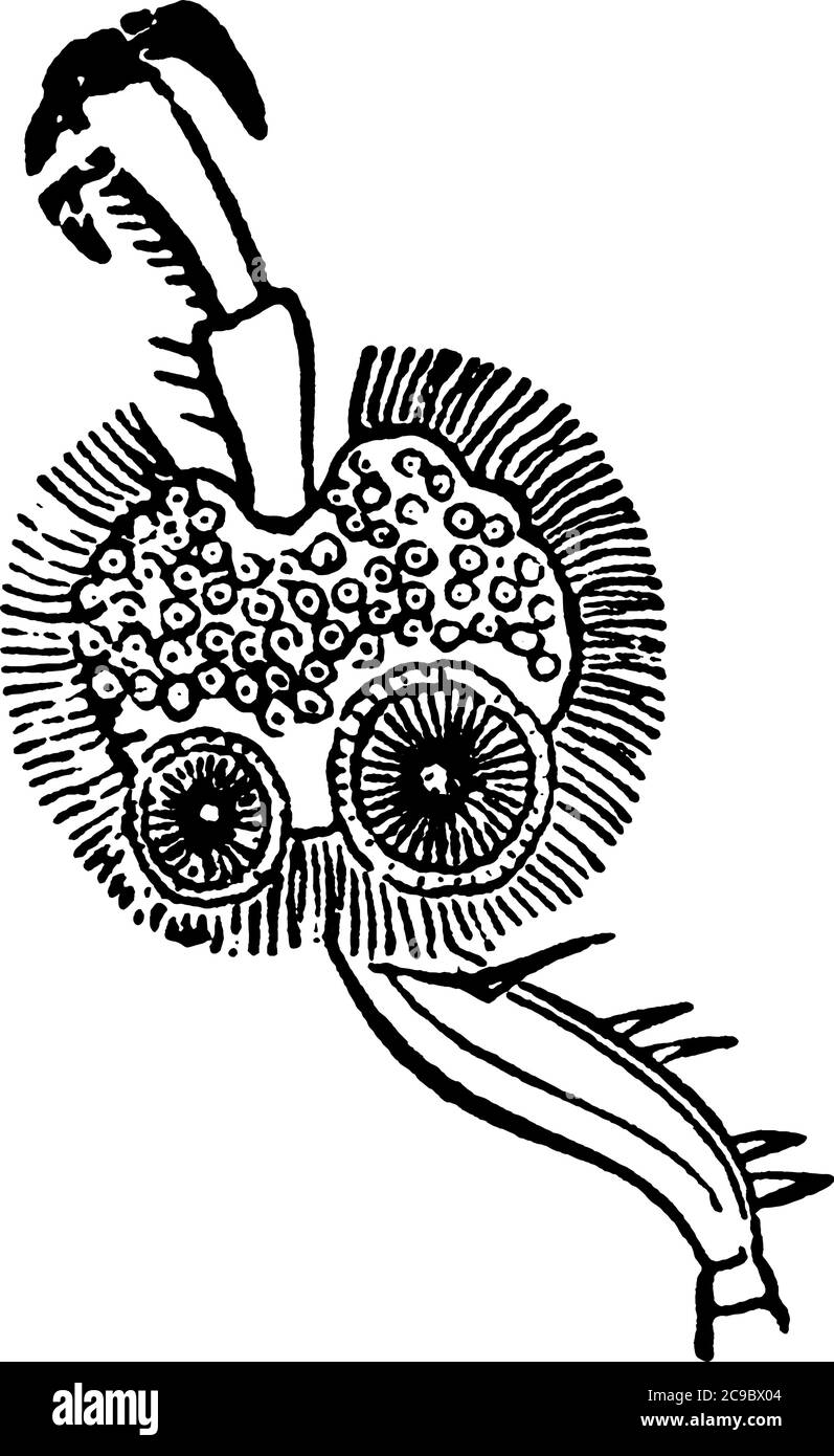 These are known as water tigers because of their voracious appetite ...