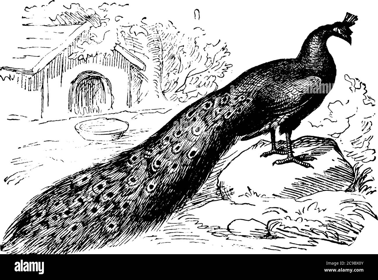 Peacock Line Drawing