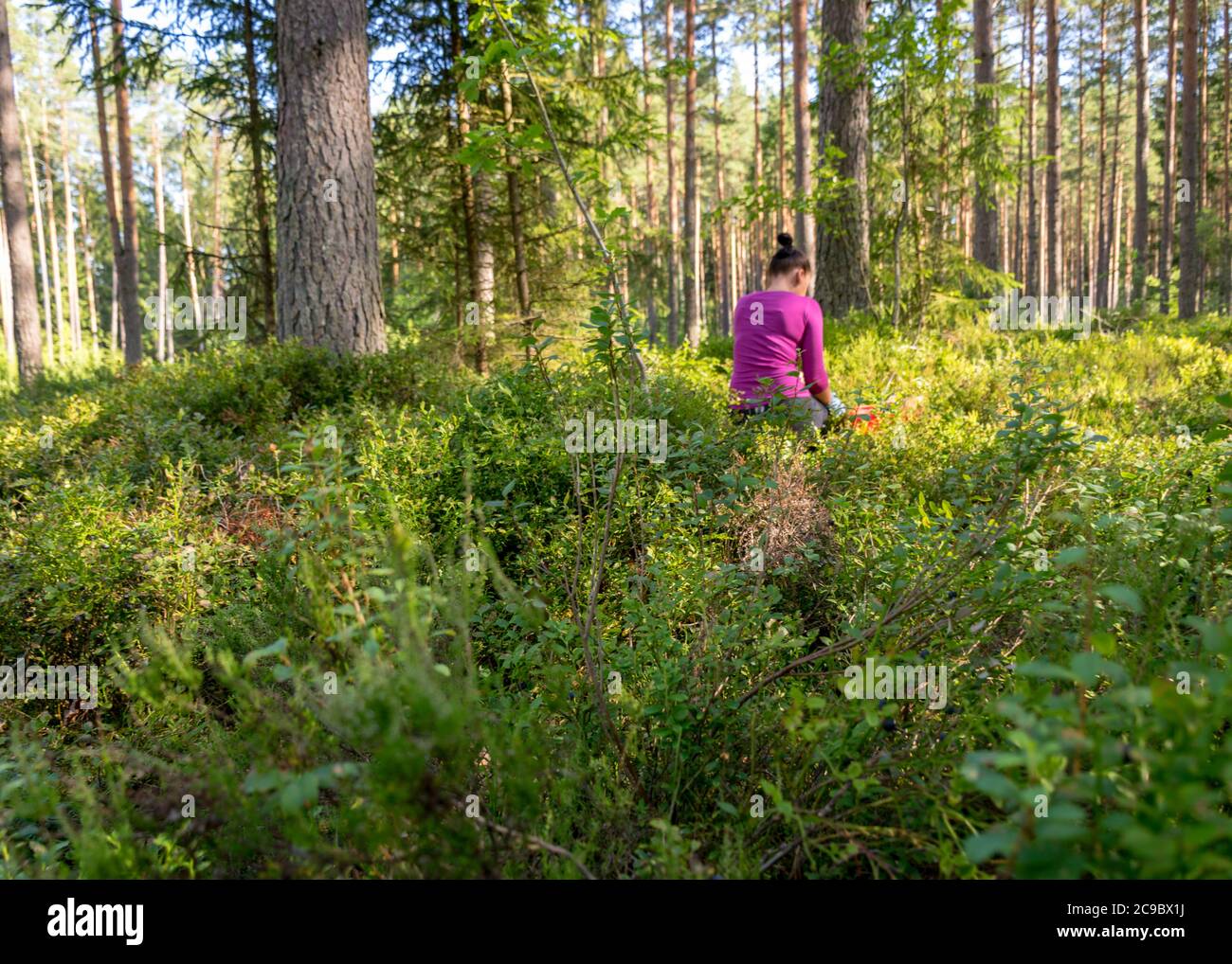 blueberry berry picking in the forest, forest vegetation, summer time ...