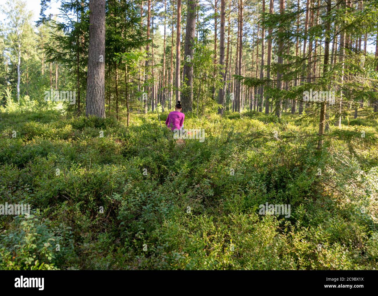 blueberry berry picking in the forest, forest vegetation, summer time ...