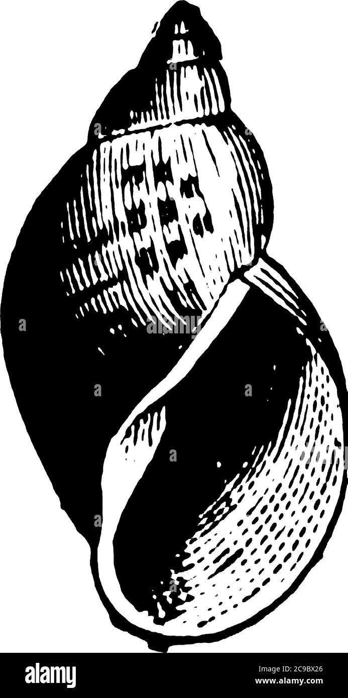 Pond Snail is a species of large air-breathing freshwater snail in the ...