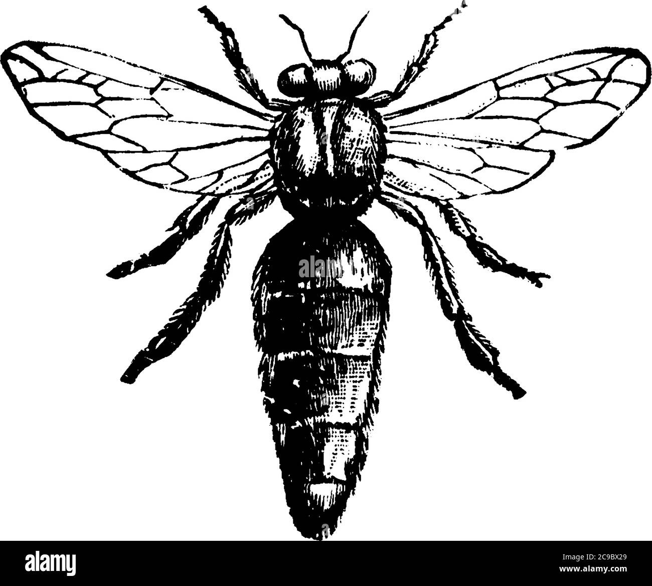 Honey bees in bee hive Black and White Stock Photos & Images - Alamy