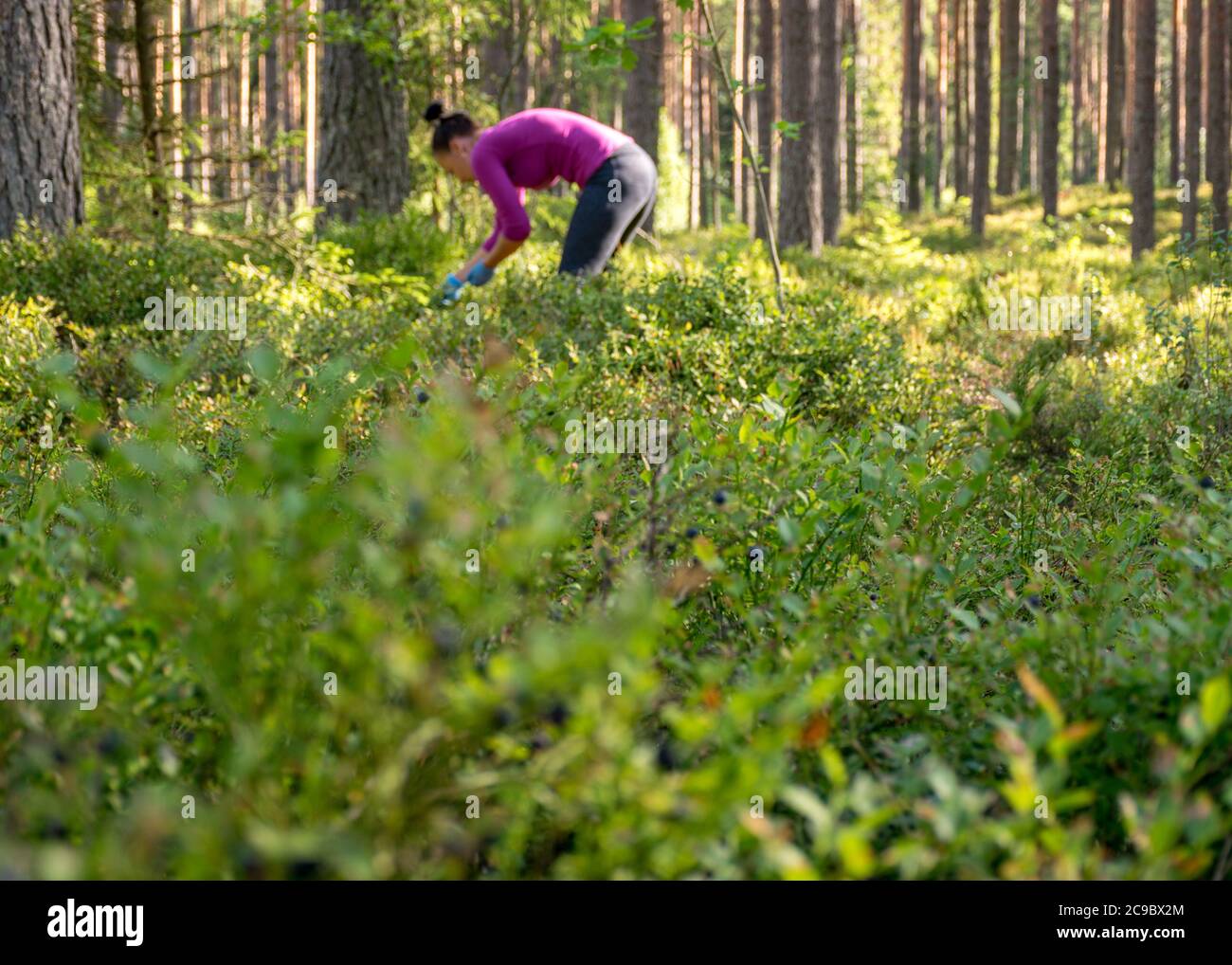blueberry berry picking in the forest, forest vegetation, summer time ...