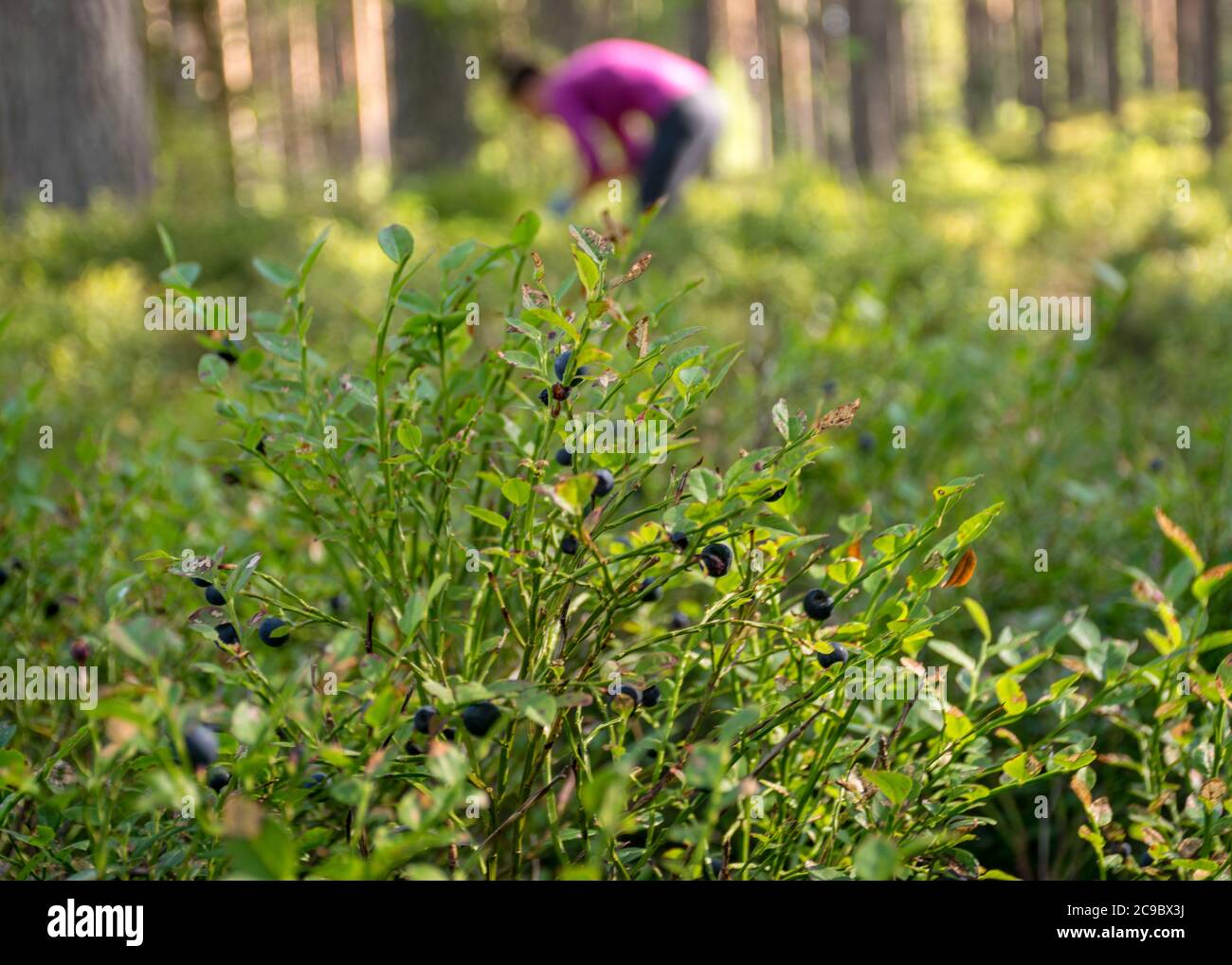 blueberry berry picking in the forest, forest vegetation, summer time ...